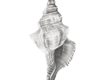 Bivalve Shell Drawing, Botanical Art Print - Etsy