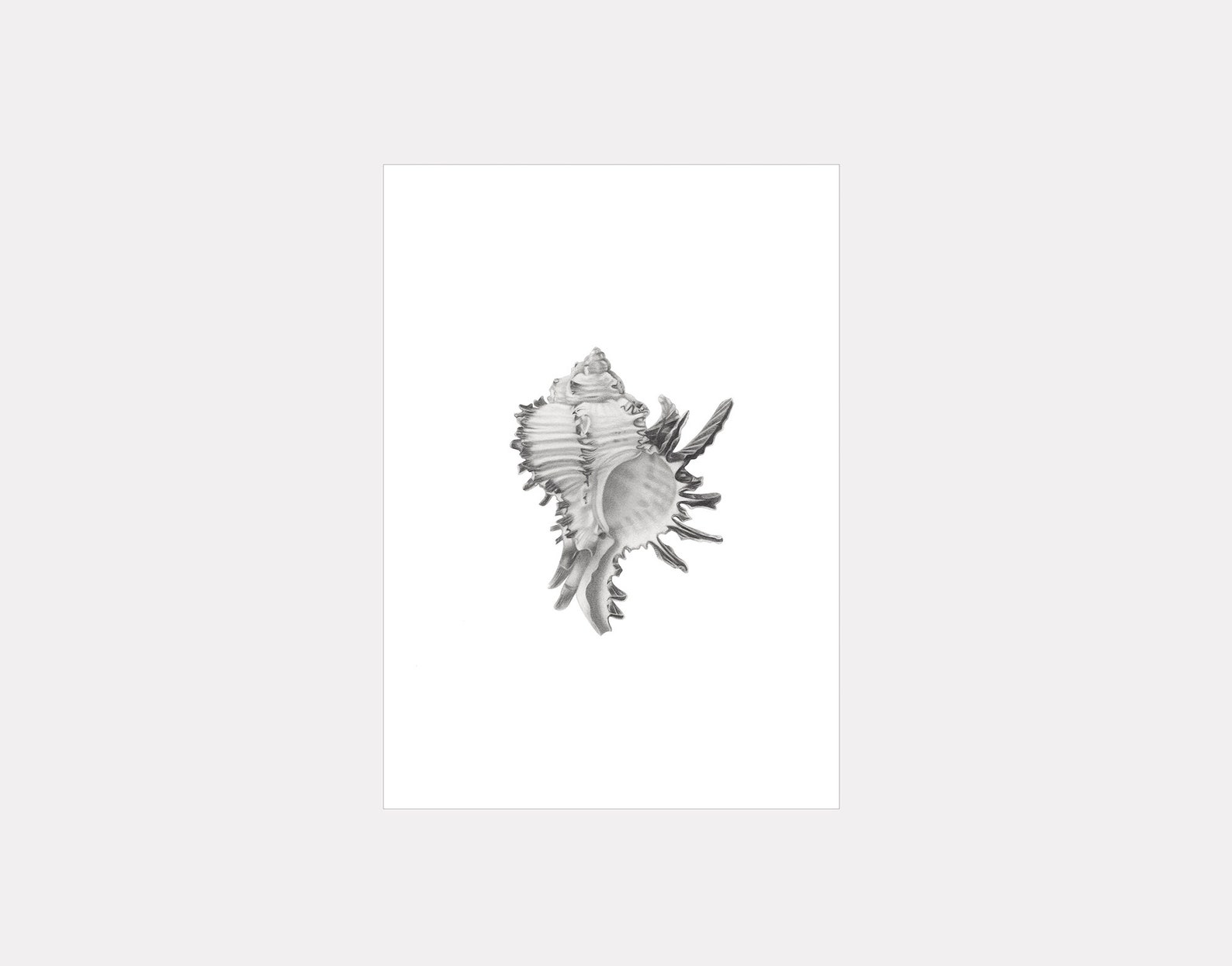 Shell #2 (murex Shell) | Art Print - Etsy