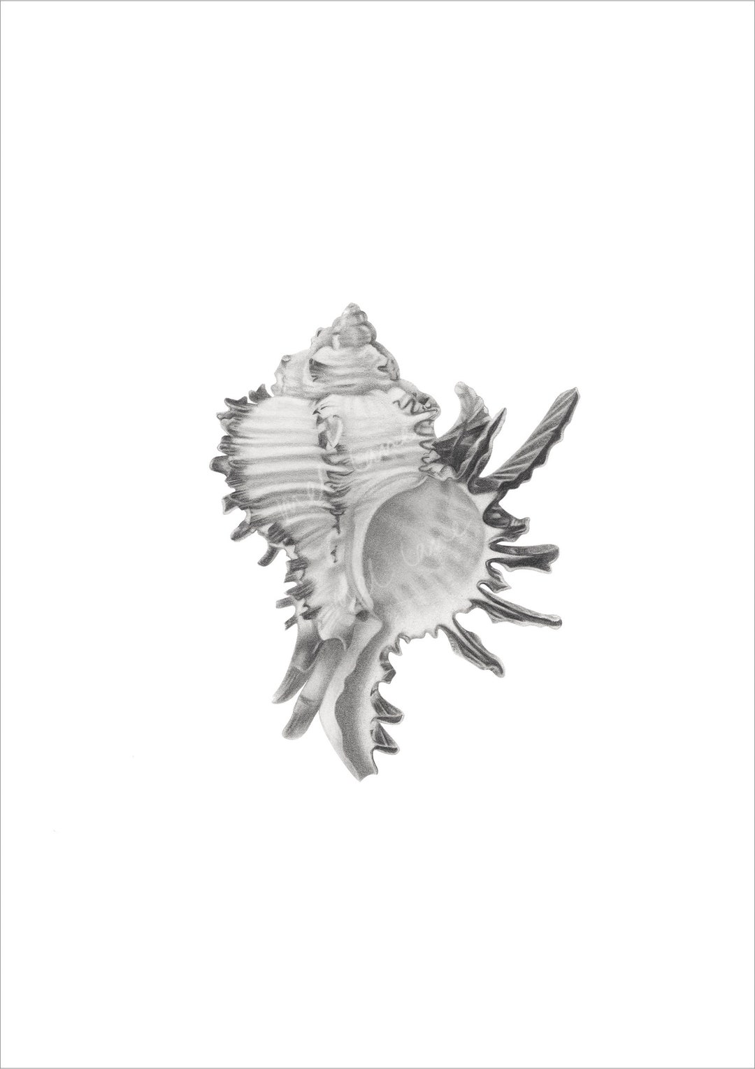 Shell #2 (murex Shell) | Art Print - Etsy