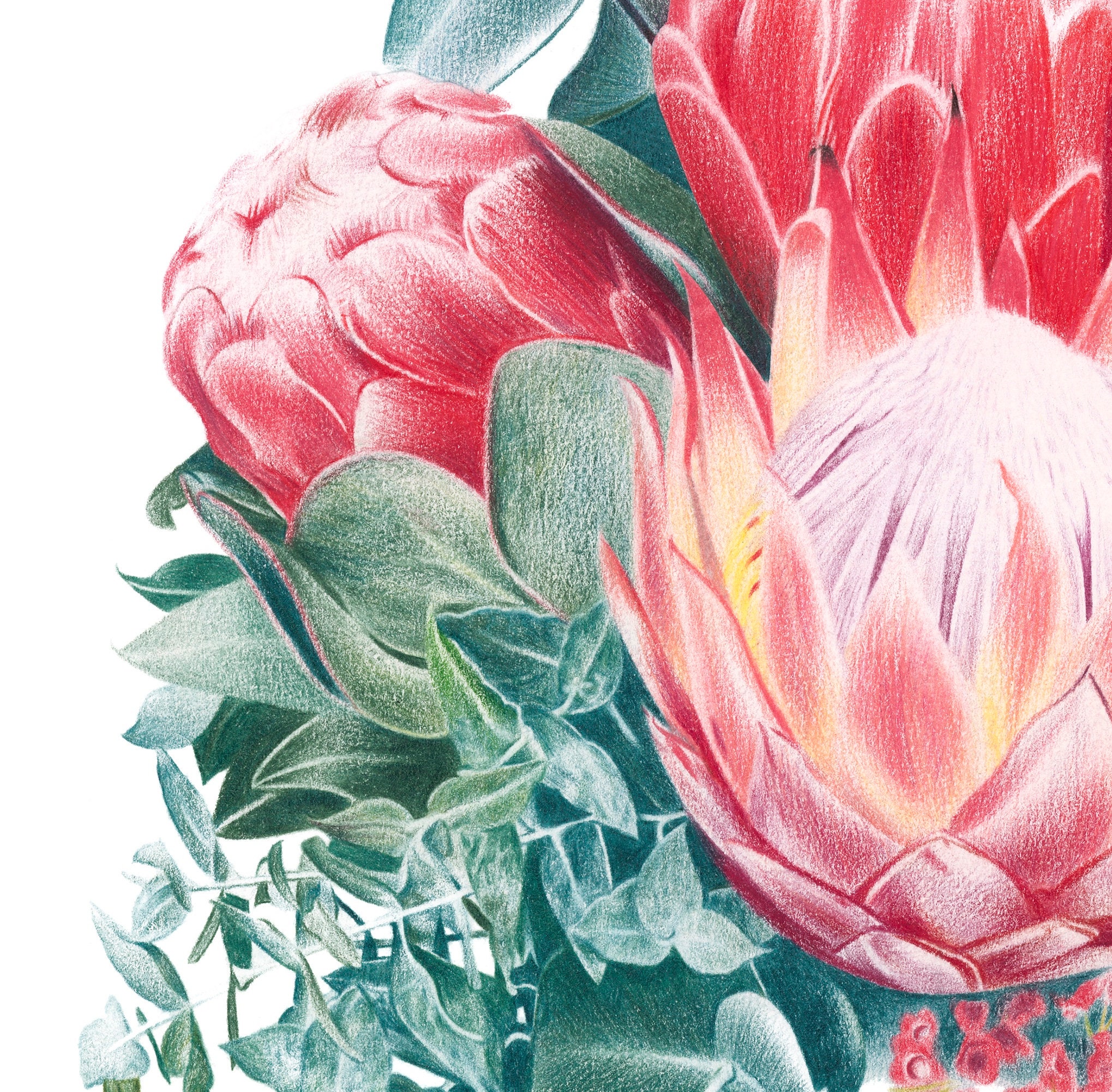 Native Plants Art Print - Etsy