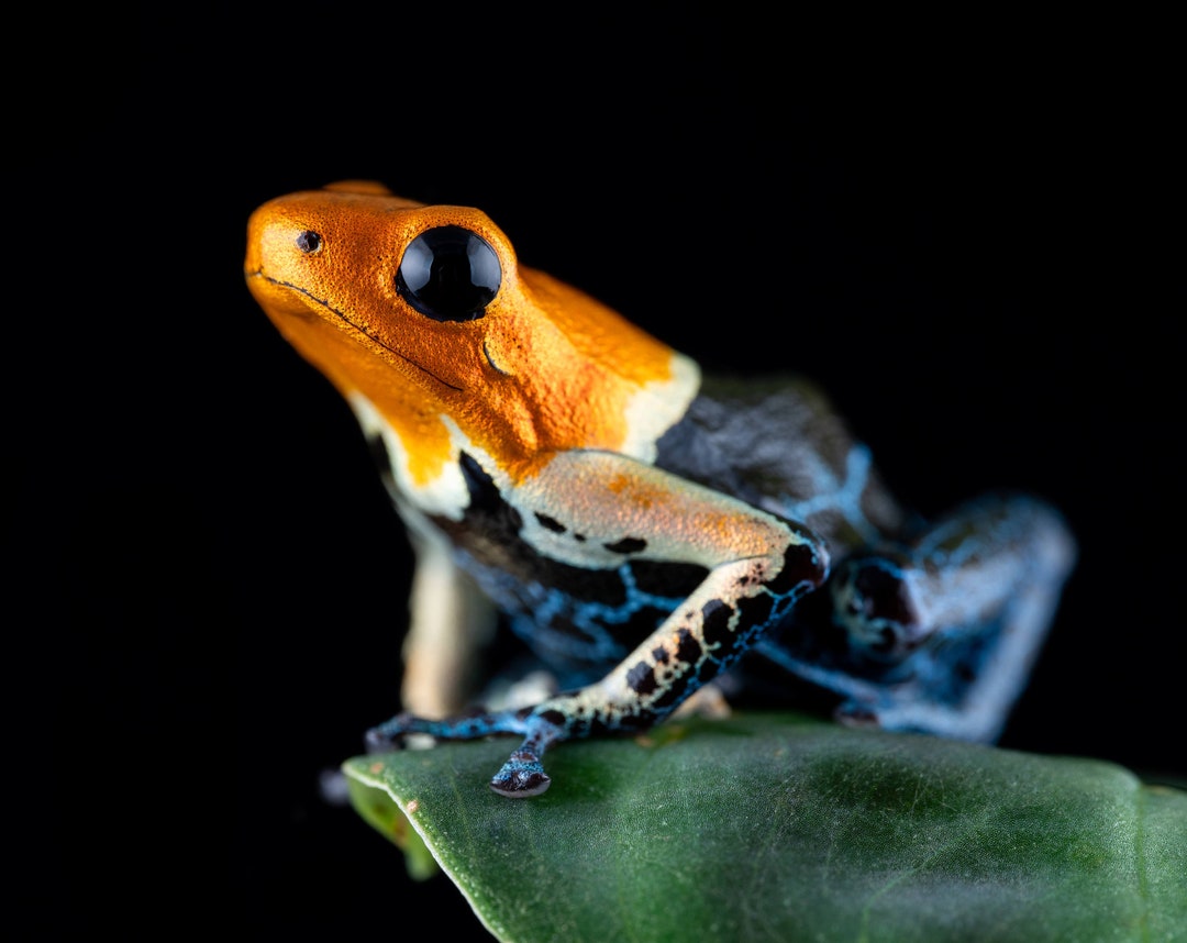 Ranitomeya Fantastica true Nominal photo Print Poison Dart - Etsy