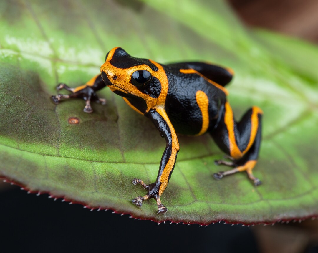Ranitomeya Summersi sauce photo Print Poison Dart Frog - Etsy