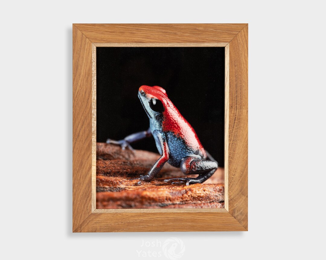 Oophaga Pumilio ‘escudo’ [photo Print] Poison Dart Frog - Etsy