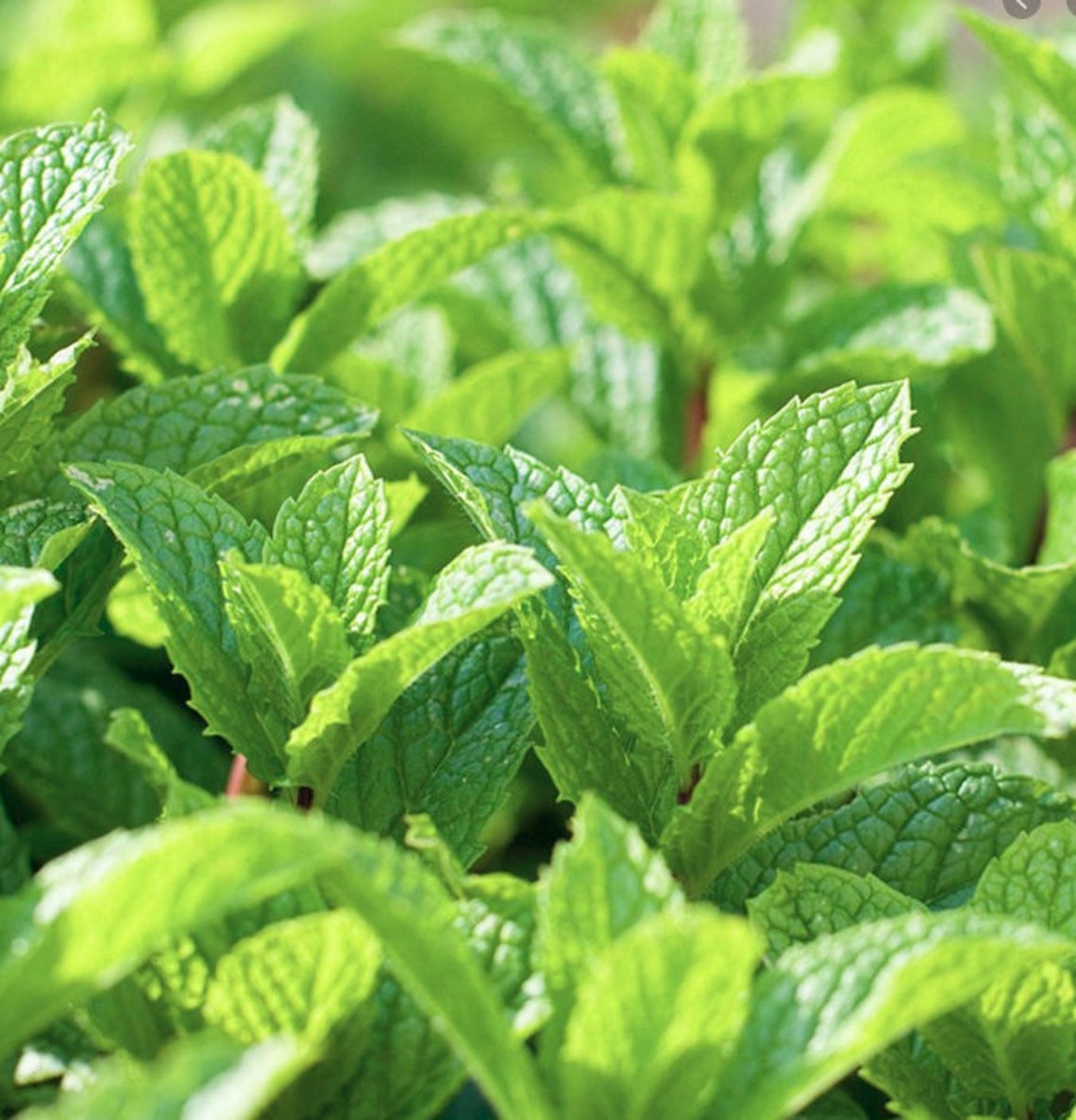 5 Tipos En 1 Semillas De Menta Non Gmo Semillas Latin Mentha Etsy