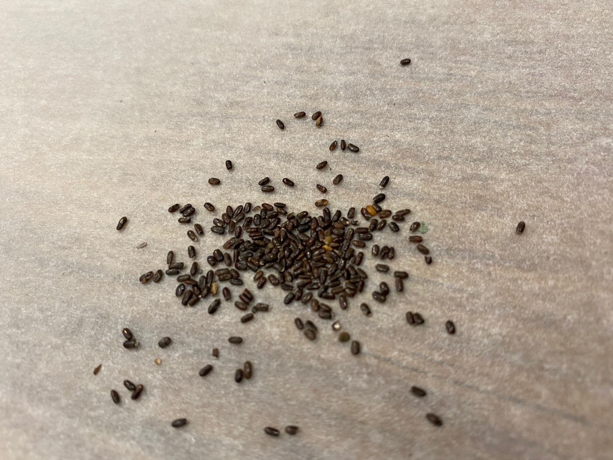 Lavender Organic Seeds 150 lavender plant seeds lavender | Etsy