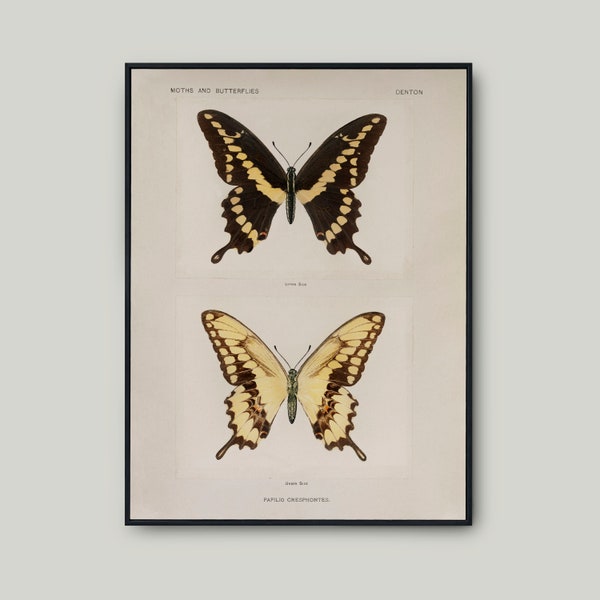 Entomology Print - Etsy