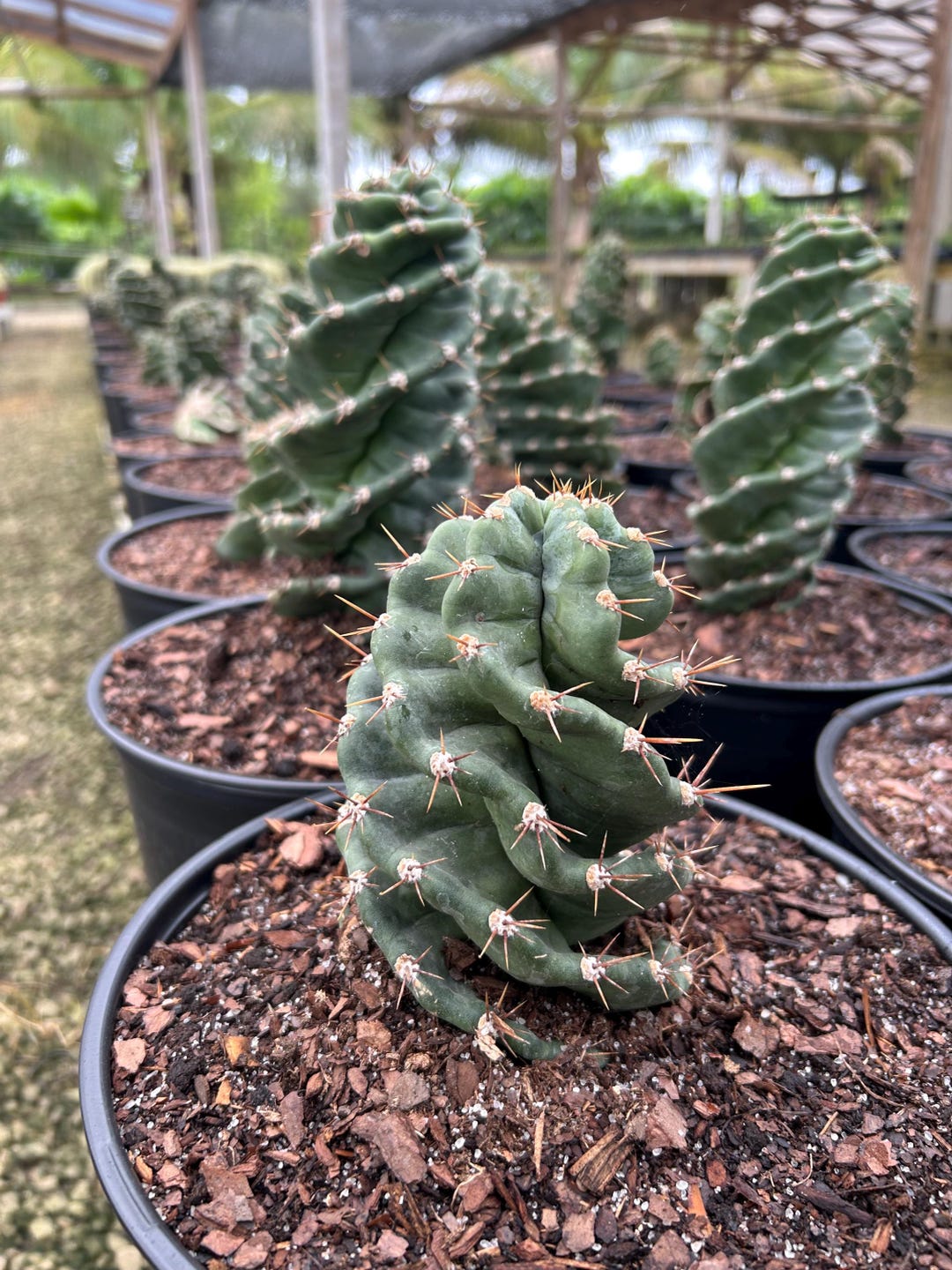 Gorgeous 6” Spiral Tornado Cactus Rare Healthy and Thriving - Etsy