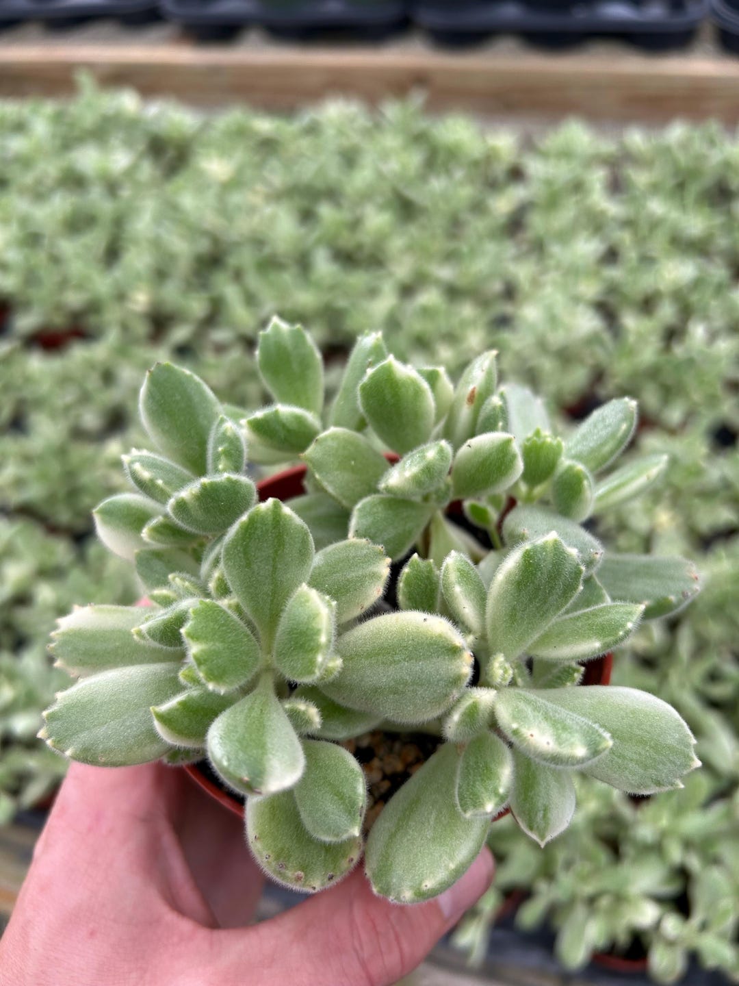Rare “bear’s Paw” Variegated Fuzzy Succulent L 4” Cotyledon Tomentosa L ...