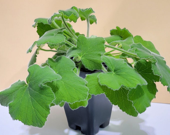 Pelargonium Tomentosum peppermint Scented Geranium 2.5 Pot - Etsy