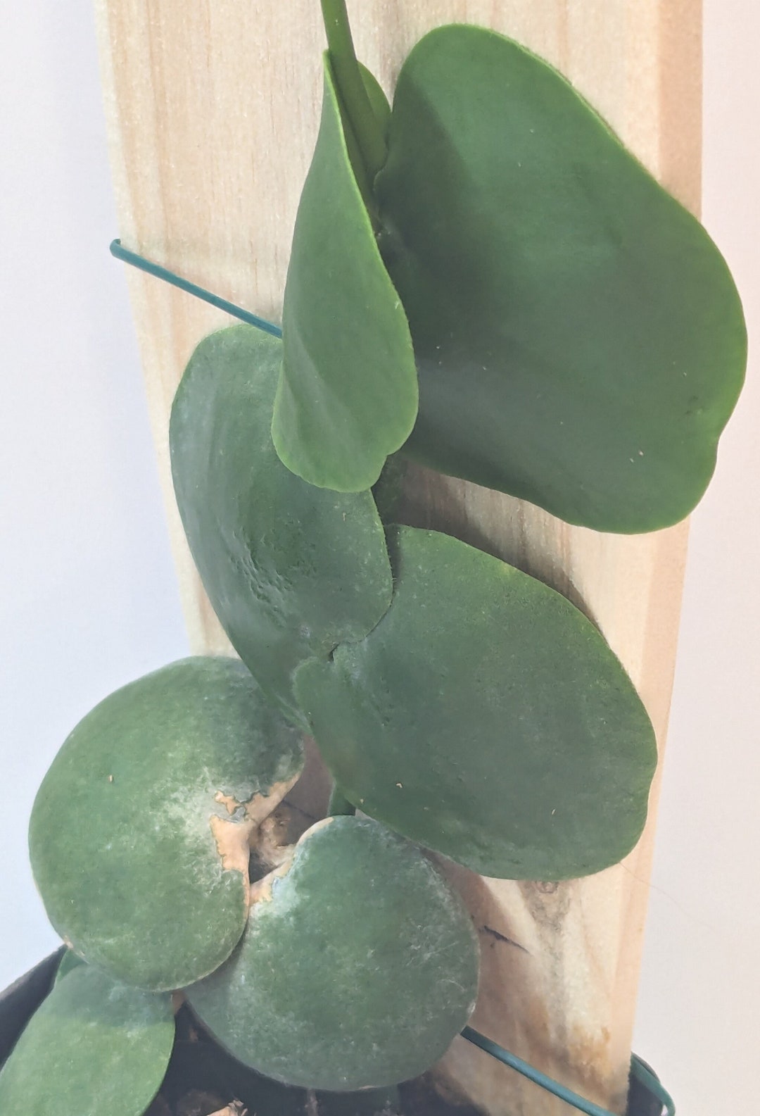 Dischidia Platyphylla shingle Plant 2.5 Pot - Etsy