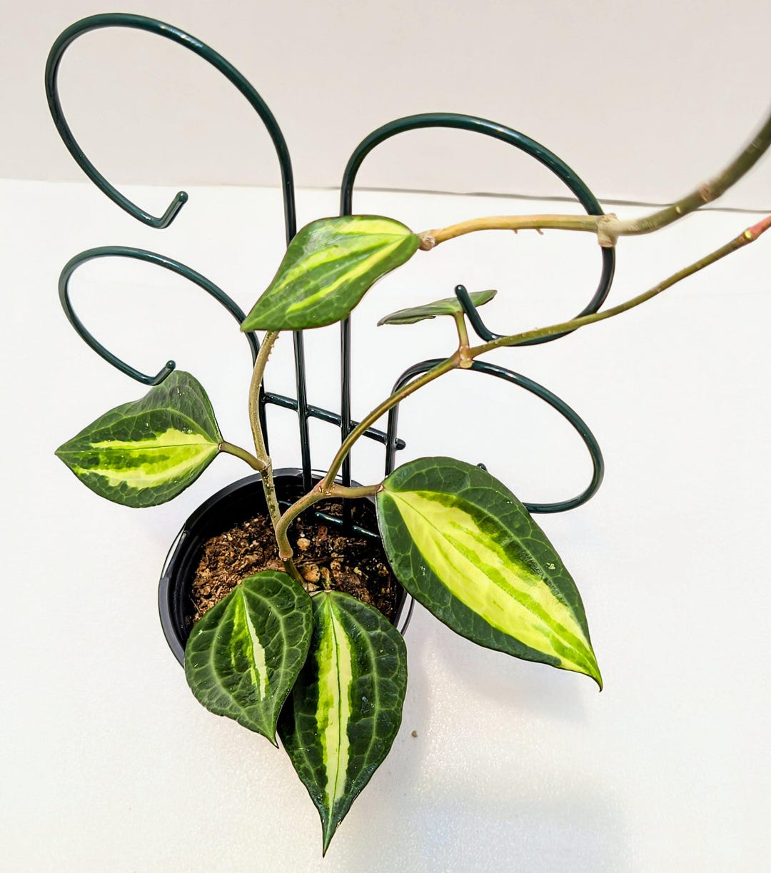 Hoya Macrophylla ‘pot of Gold’ – 4” Mature Plant With Trellis | Rare ...