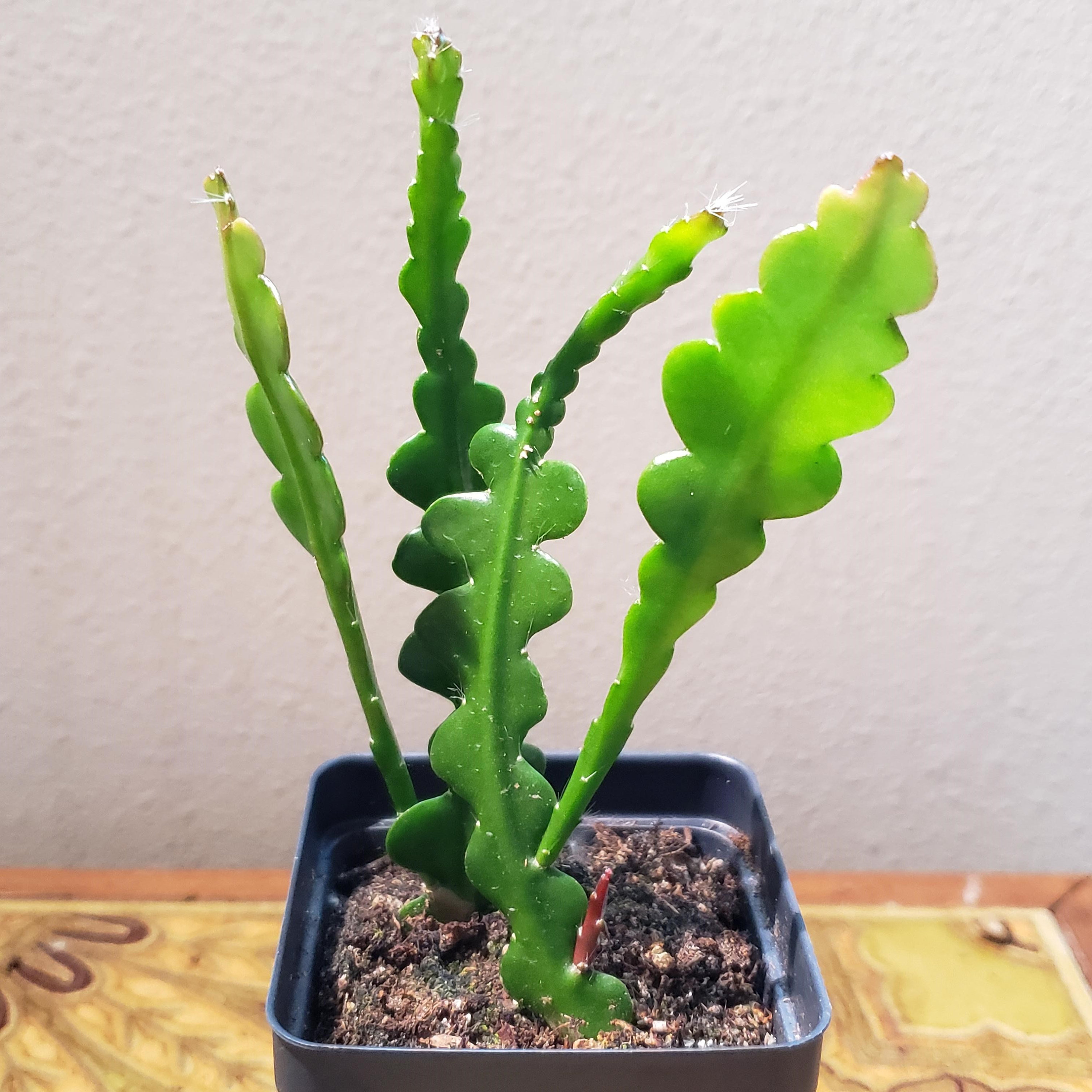 Ric Rac Orchid Cactus Epiphyllum anguliger | Etsy