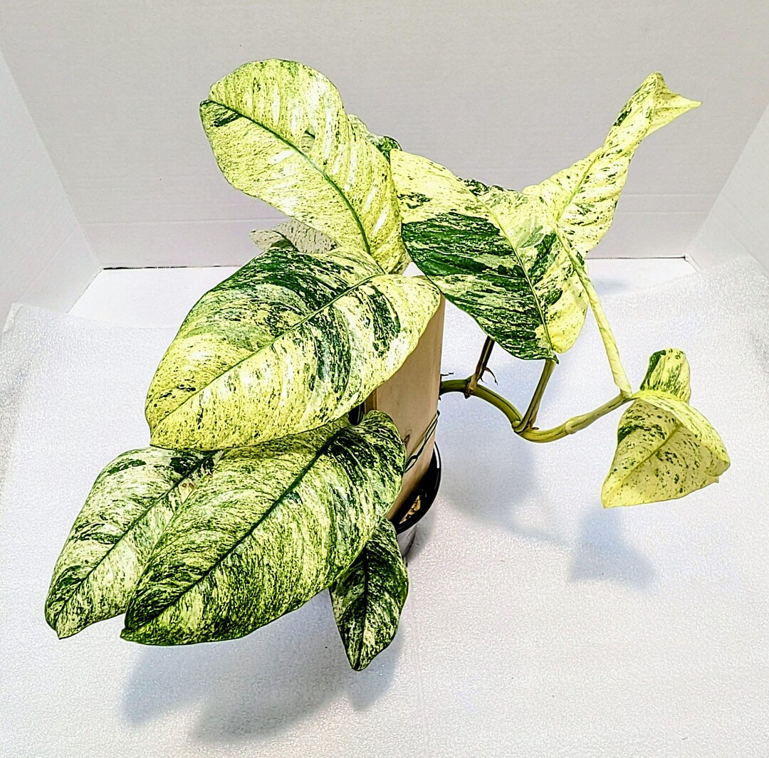 Rhaphidophora Puberula 'variegated / Variegata' 4.5" Round Pot - Etsy