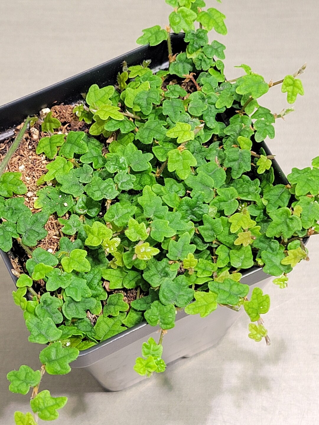 Ficus Pumila ‘quercifolia’- Miniature Oakleaf Fig- 2.5" Plant - Etsy