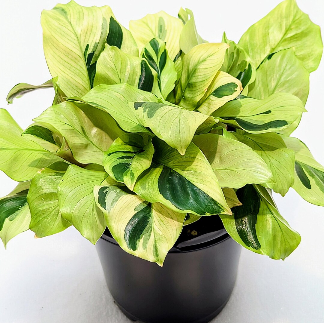 Calathea Yellow Fusion (calathea Aurea)- 4" Round Pot - Etsy