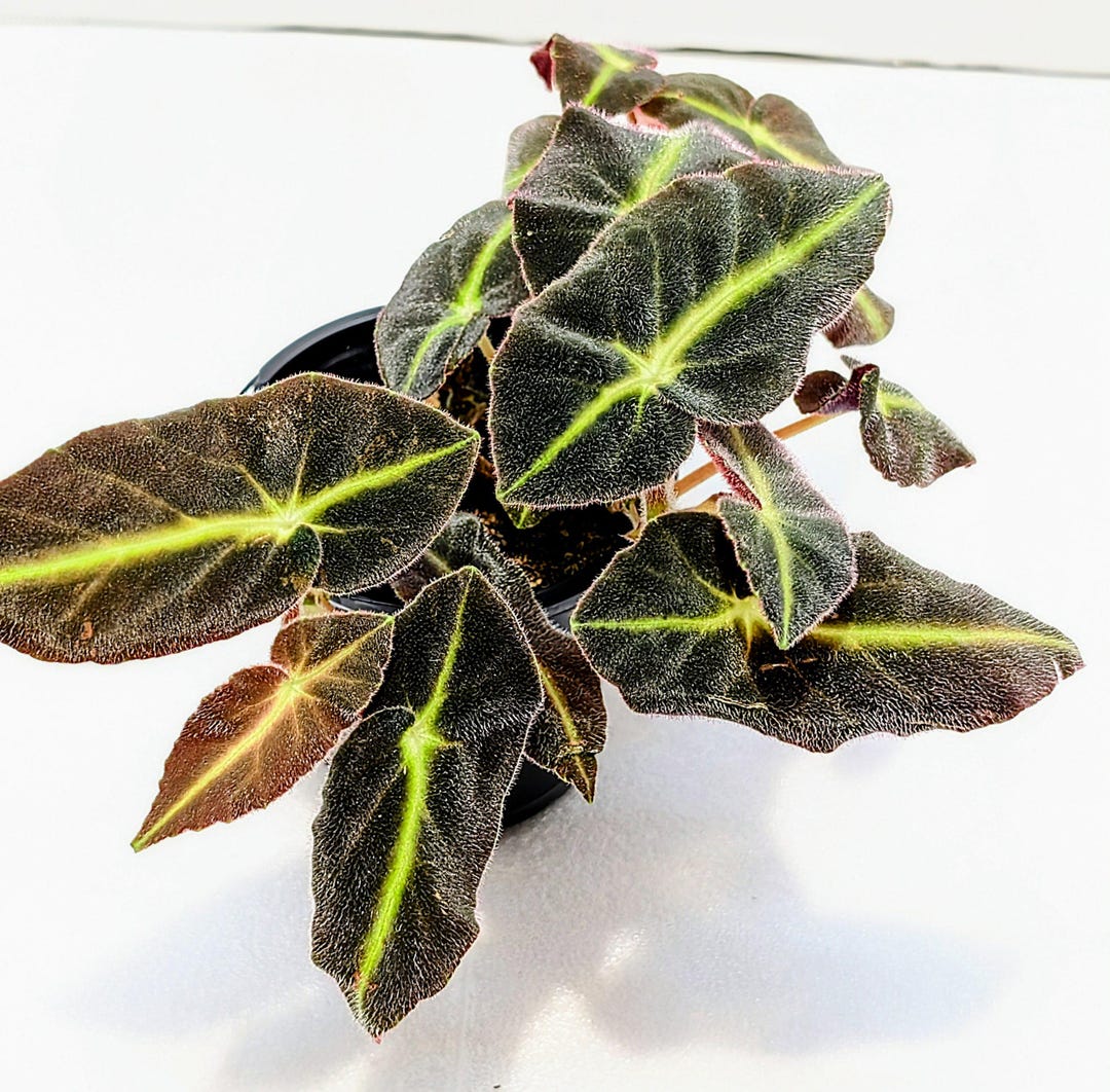 Begonia Listada -striped Begonia -4" Round Pot - Etsy