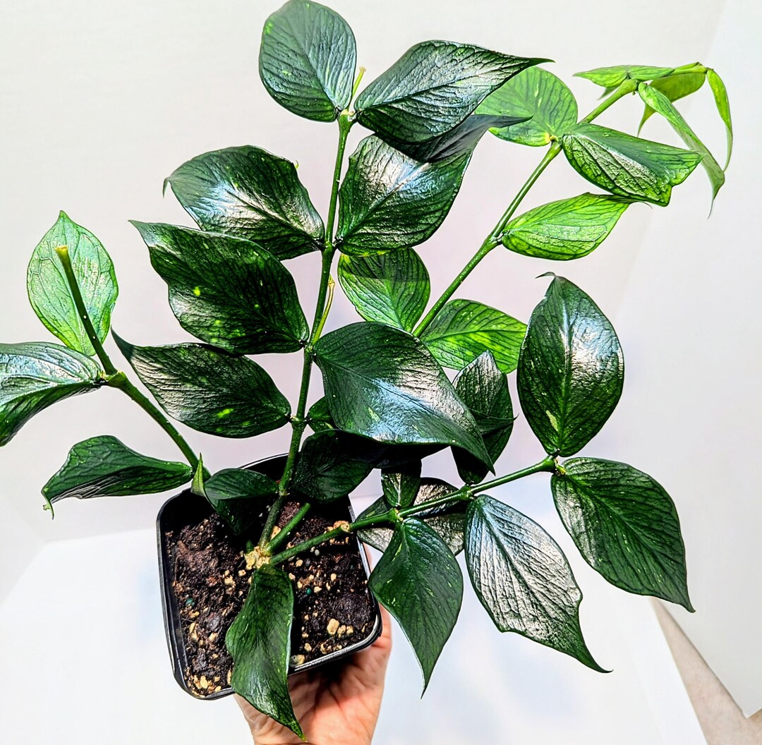 Hoya Polyuraena Fishtail Hoya 3.5 Deep Tree Pot - Etsy