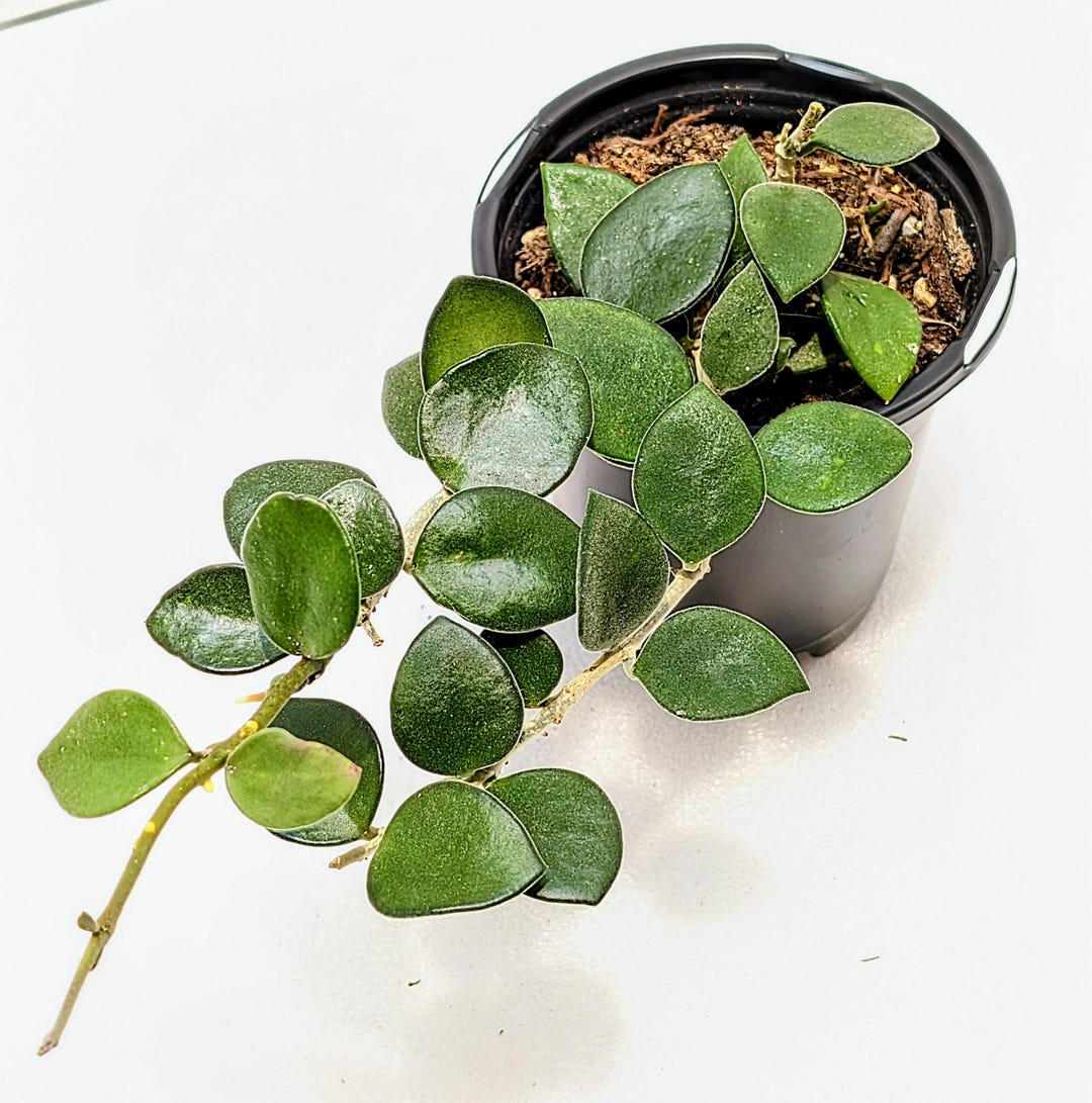 Hoya Pubera (hoya Picta) - 4" Round Pot - Etsy