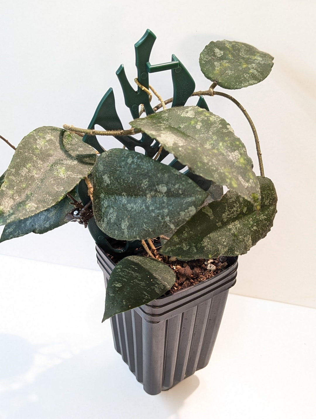 Hoya Caudata Malaysian Sumatra Hoya Wax Plant 4 Round Pot - Etsy