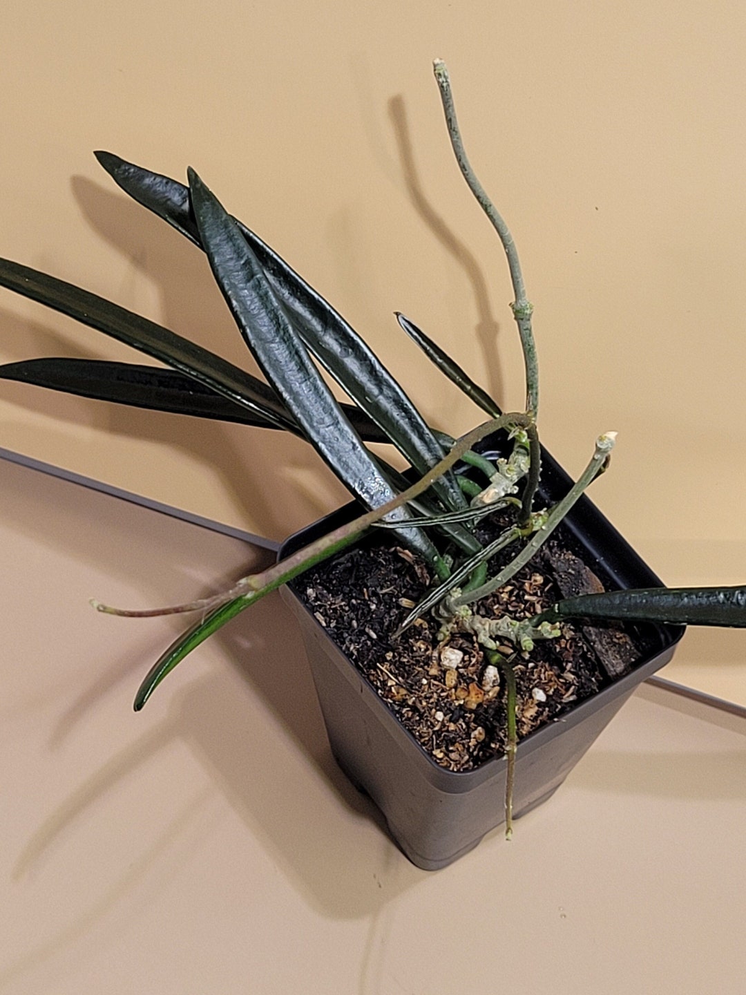 Hoya Shepherdii string Bean Hoya 2.5 Pot - Etsy