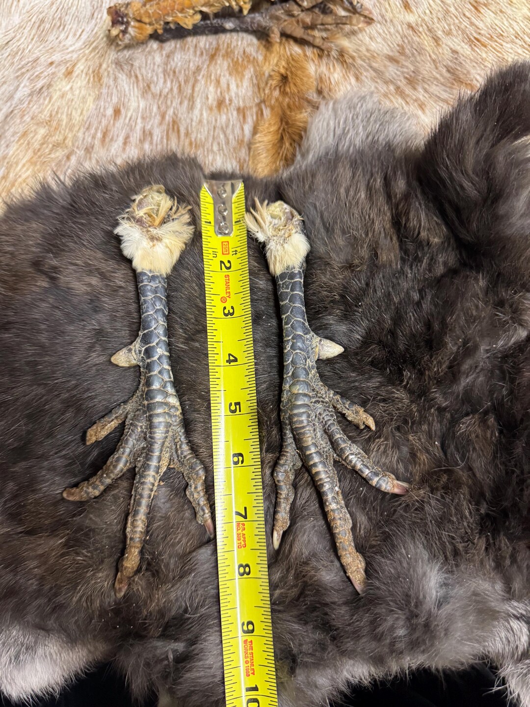Rooster Feet With Small Spur - Etsy