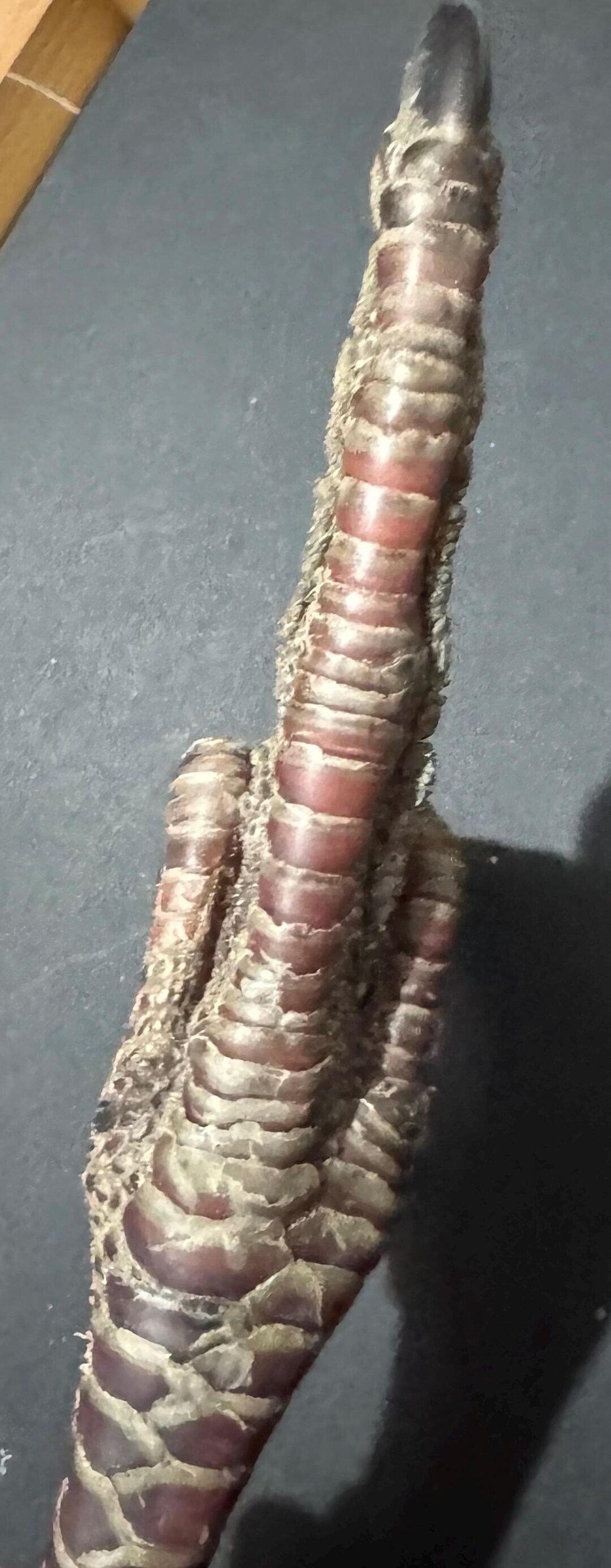 Turkey Foot Holding the Middle Finger - Etsy