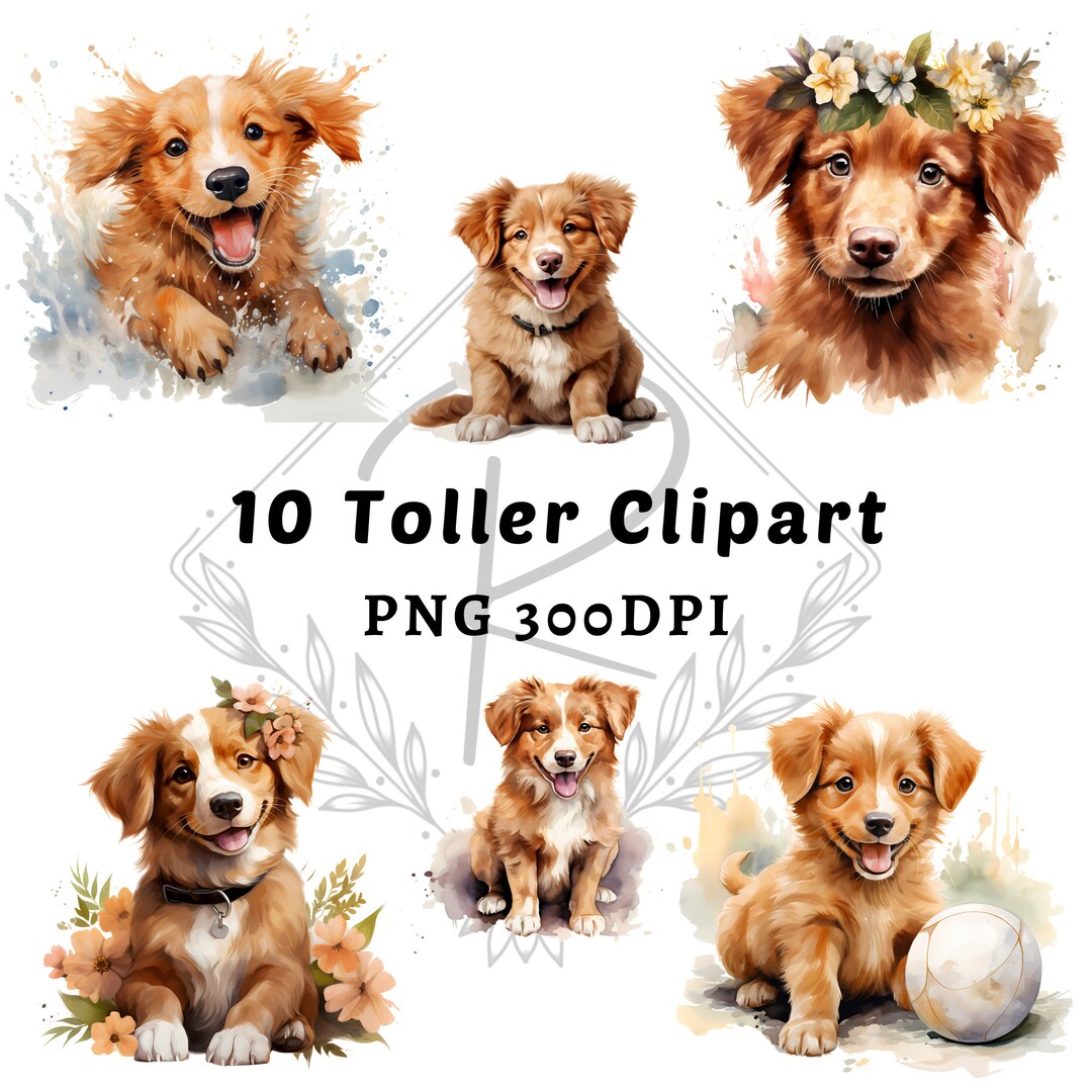 Toller Dog Breed Clipart| 10 High-quality PNG Watercolor Toller Clipart ...