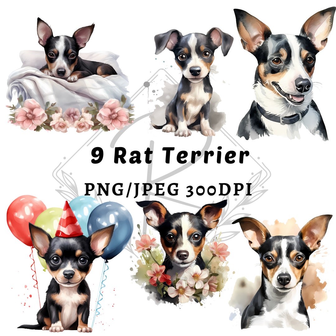 Rat Terrier Dog Breed Clipart| 9 High-quality PNG Watercolor Rat ...