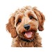 Cockapoo Dog Breed Clipart 9 High-quality PNG Watercolor Cockapoo ...