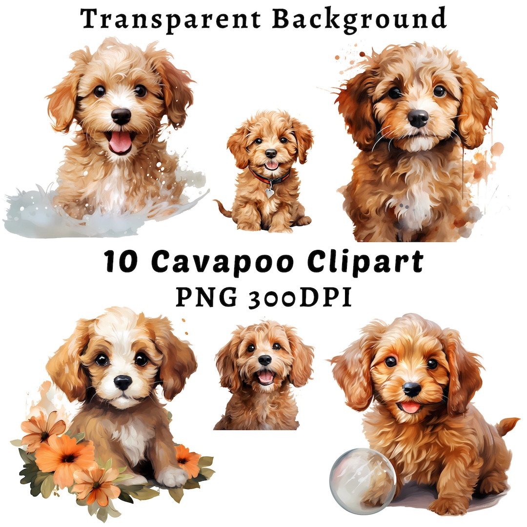 Cavapoo Dog Breed Clipart / 10 PNG de alta calidad acuarela Cavapoo Dog ...