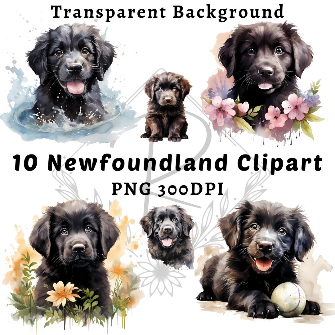 Newfoundland Dog Breed Clipart| 10 High-quality PNG Watercolor ...