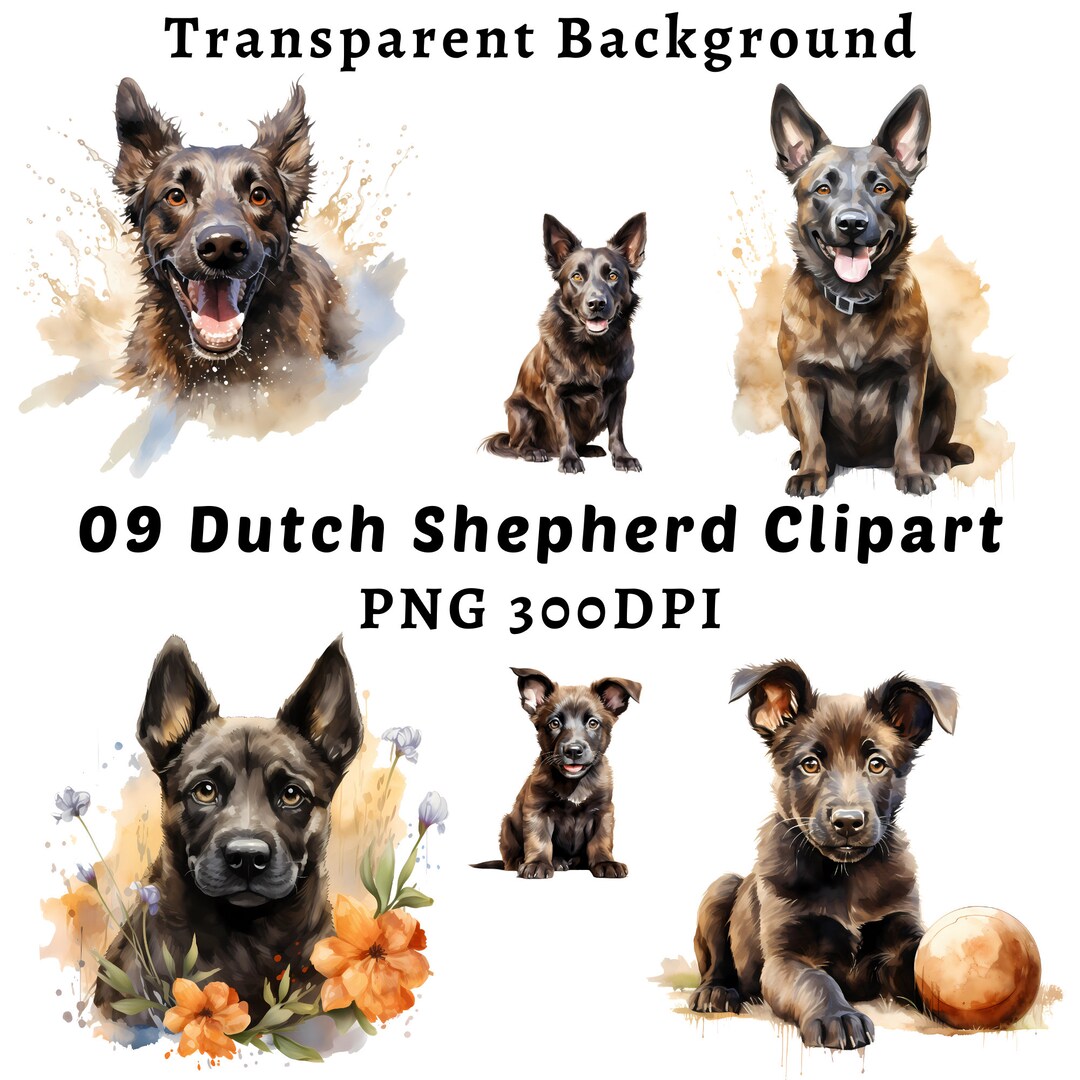 Dutch Shepherd Dog Breed Clipart| 10 High-quality PNG Watercolor Dutch ...