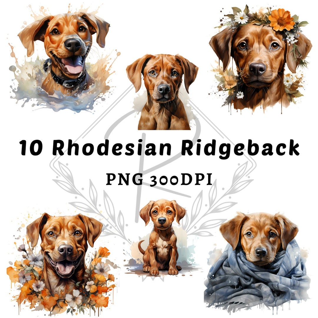 Rhodesian Ridgeback Dog Breed Clipart| 10 High-quality PNG Watercolor ...