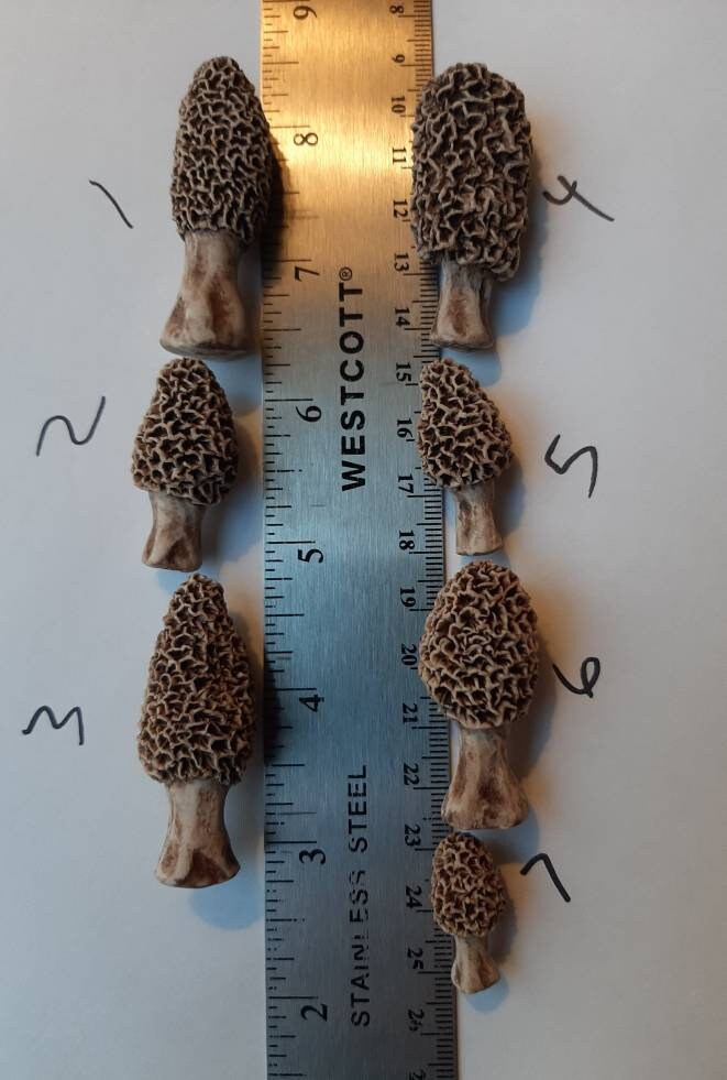 7 Morel Figurines - Etsy