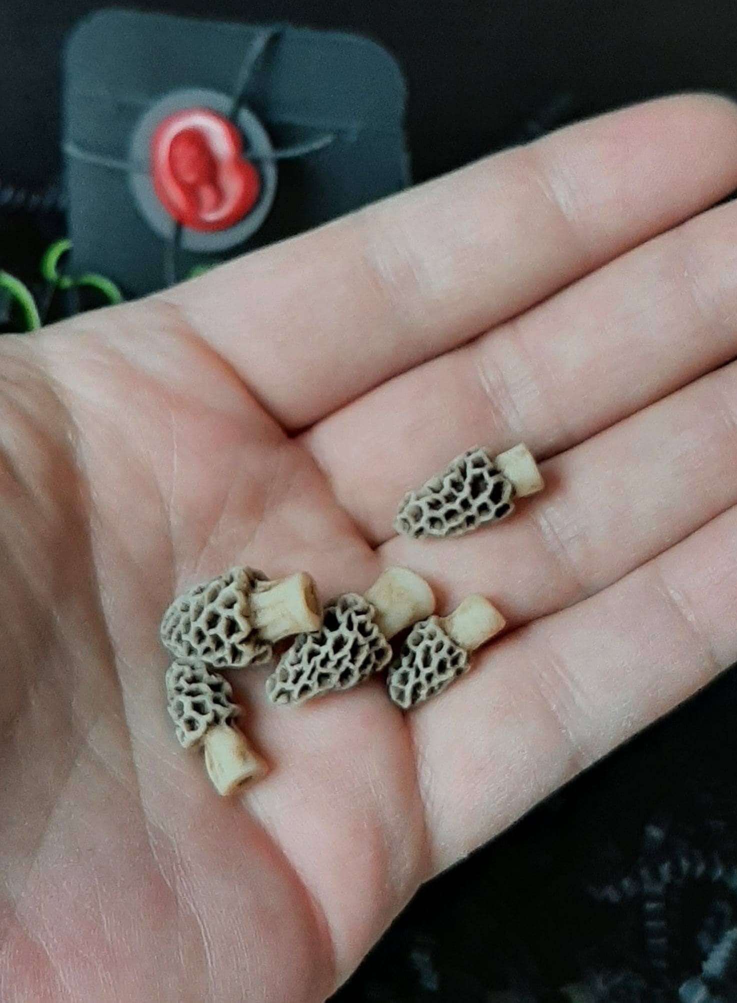 5 Morel Fairy Garden Minis and Gift Box Set - Etsy