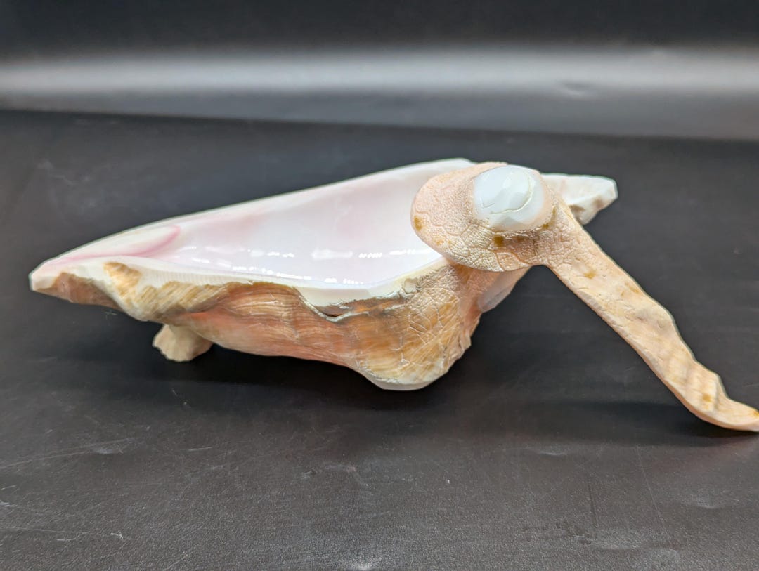 Vintage, Conch Shell, Dish, With Spoon, Bisected, Natural, Seashell ...