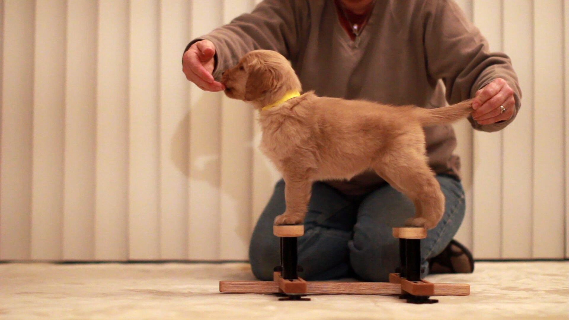 Stackrack Small - Elevated Show Dog Stand - Etsy