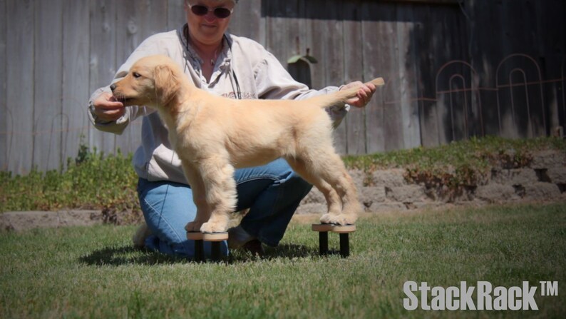 Stackrack Medium - Elevated Show Dog Stand - Etsy