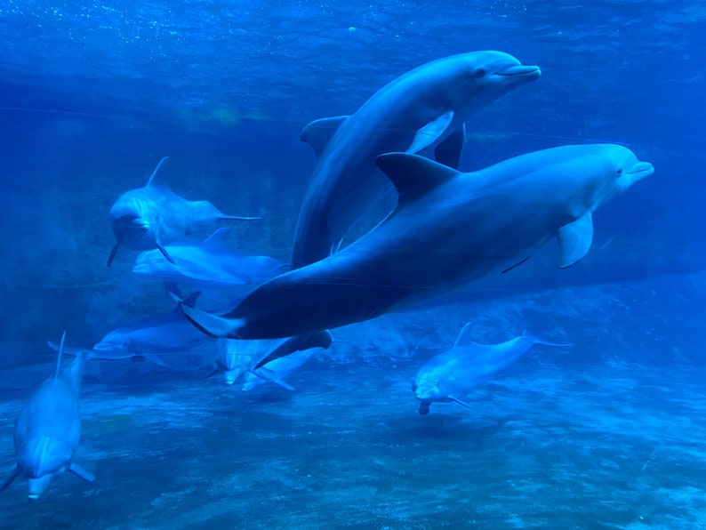 Dolphin Underwater Sea Wall Art Canvas Print Photography - Etsy