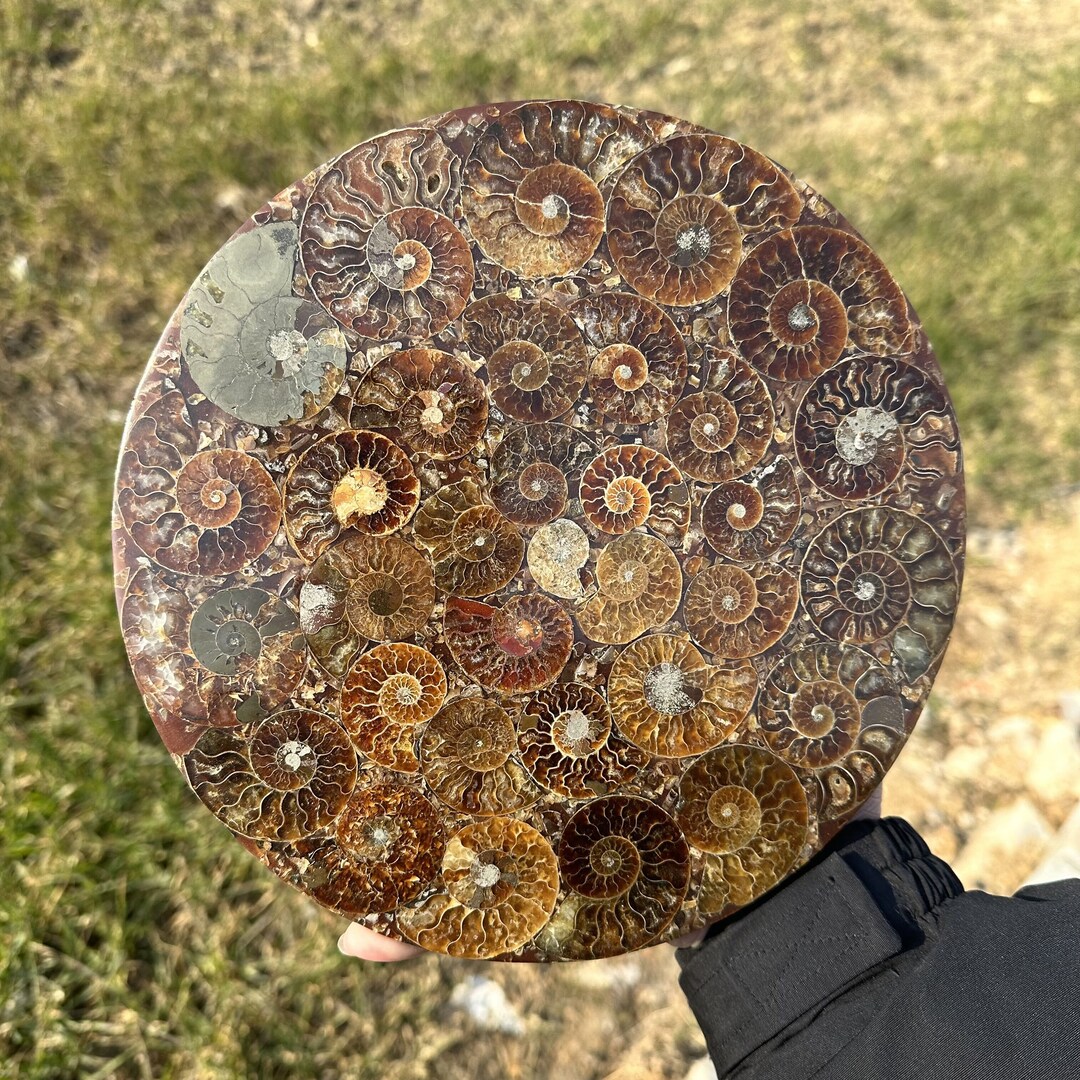 23cm Natural Rare Ammonite Disc Fossil Conch Specimen,crystal Fossil ...