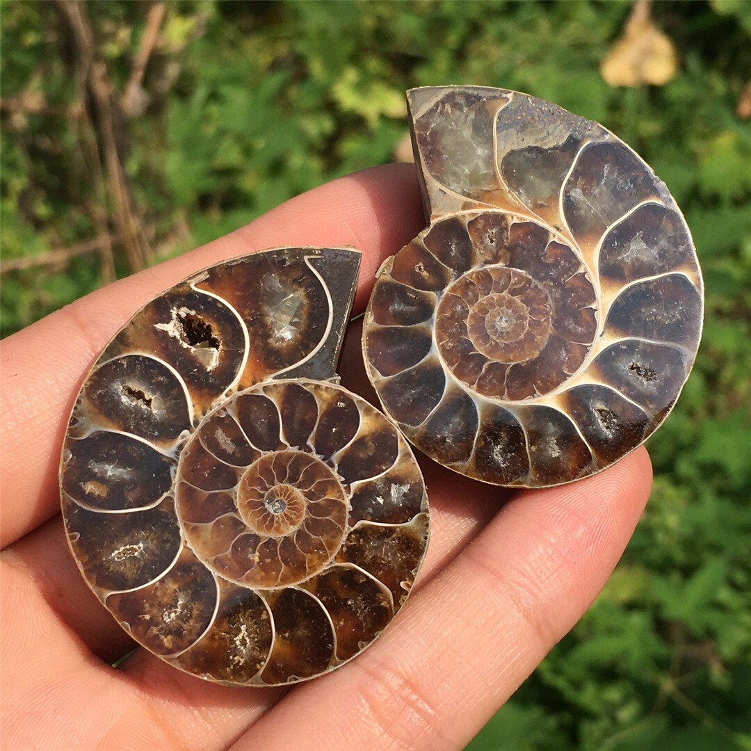 1PC Natural Rare Ammonite Fossil Conch,crystal Quartz Fossil Conch ...