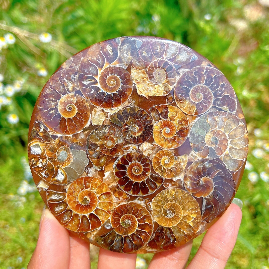 Natural Rare Ammonite Disc Fossil Conch Specimen,crystal Quartz Fossil ...