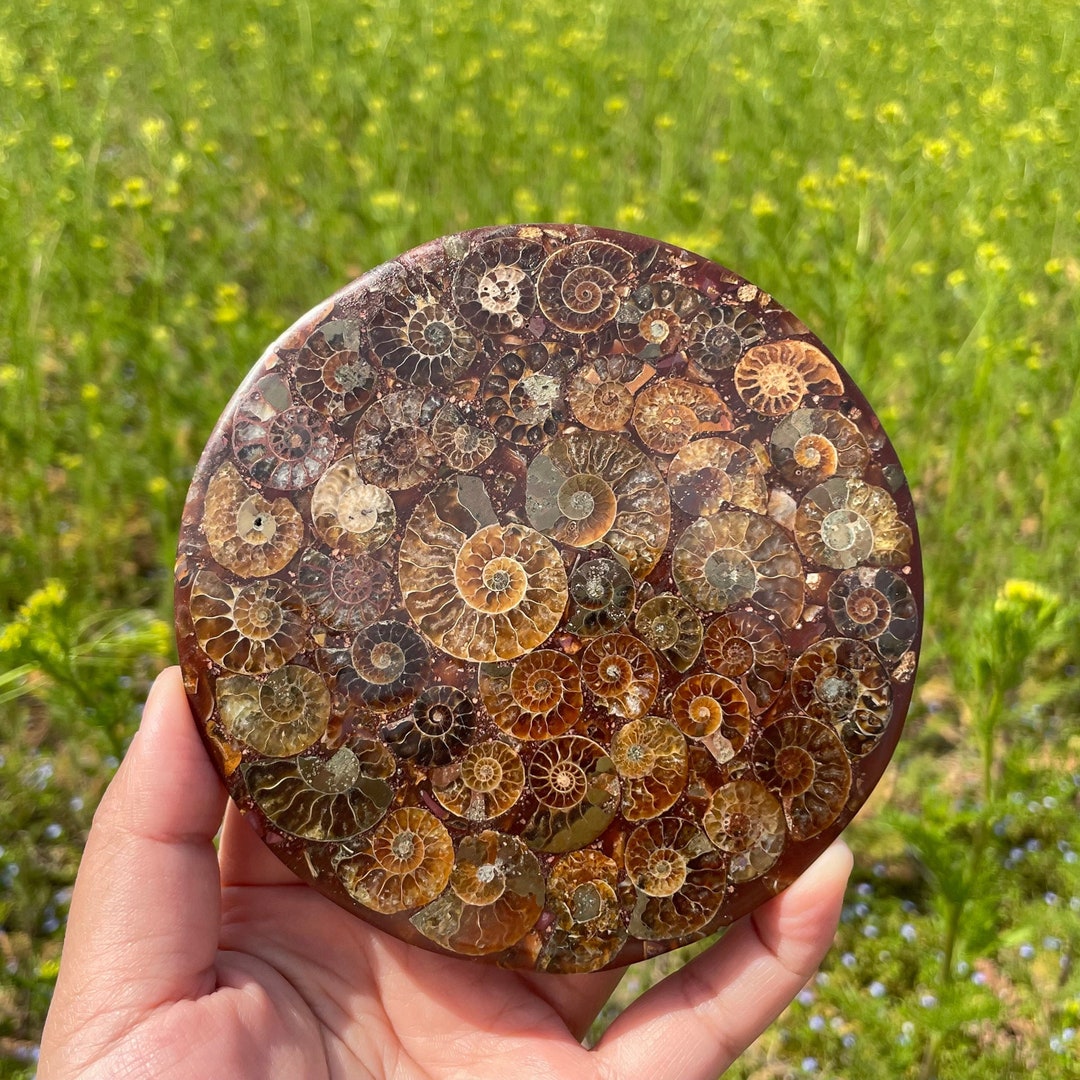Natural Rare Ammonite Fossil Conch Disc+iron Stand,quartz Crystal ...