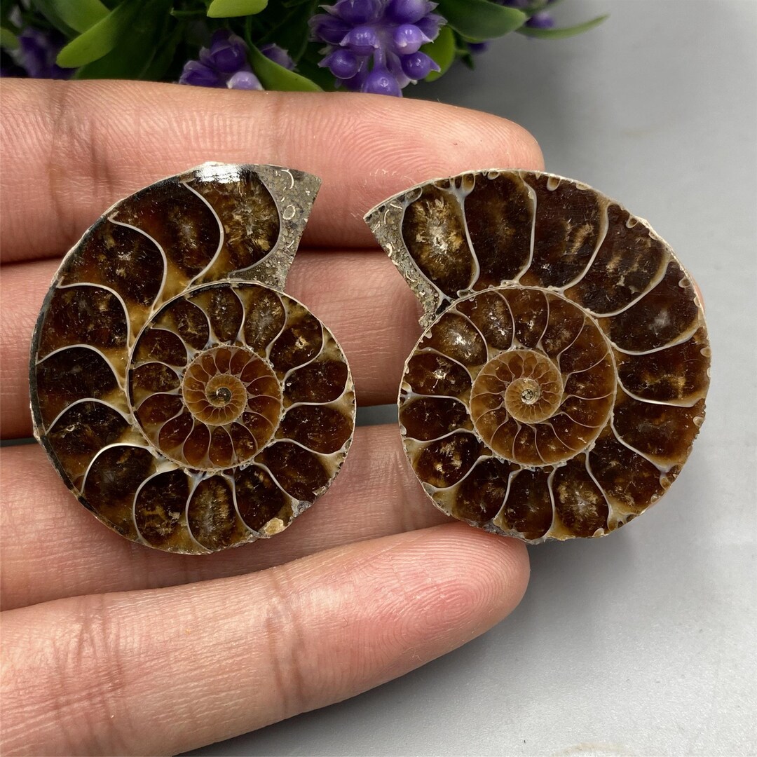 A Pair of Natural Rare Ammonite Fossil Conch,quartz Crystal Fossil ...