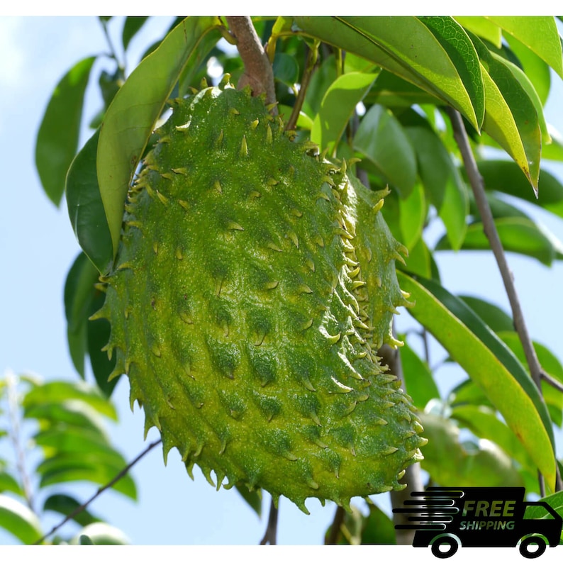 Graviola Soursop Fruit Capsules600mg/graviola/ Guanabana / Annona Muricata Fruit Ground Powder ...