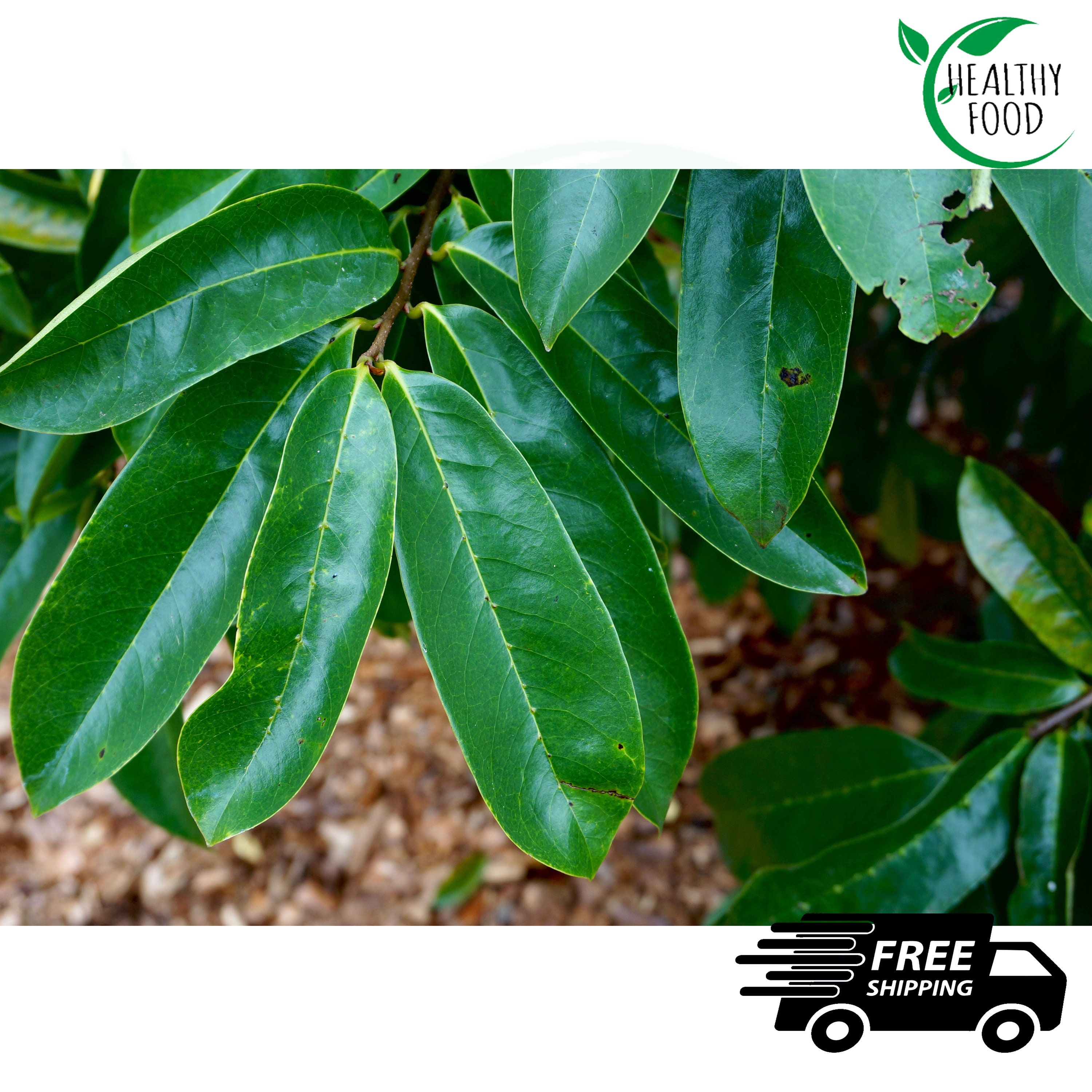 Graviola Soursop Capsules(600mg)/graviola/ Guanabana / Annona Muricata ...