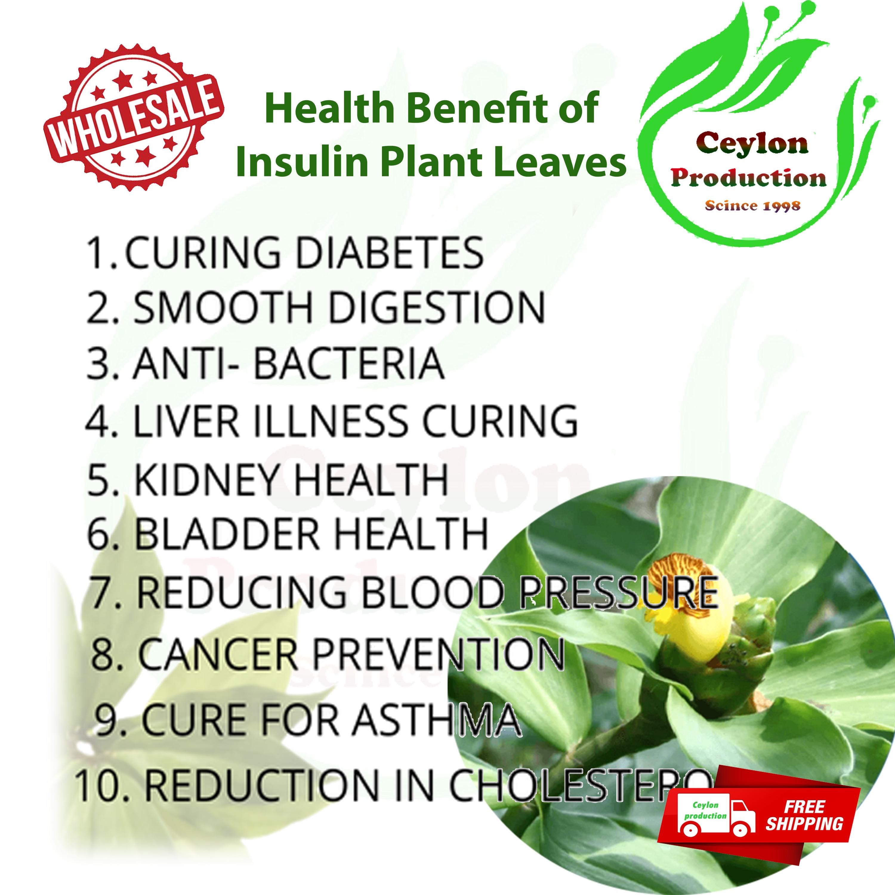 Dehydrated Organic Insulin Plant Leaves Powder /fiery Costus From Sri ...