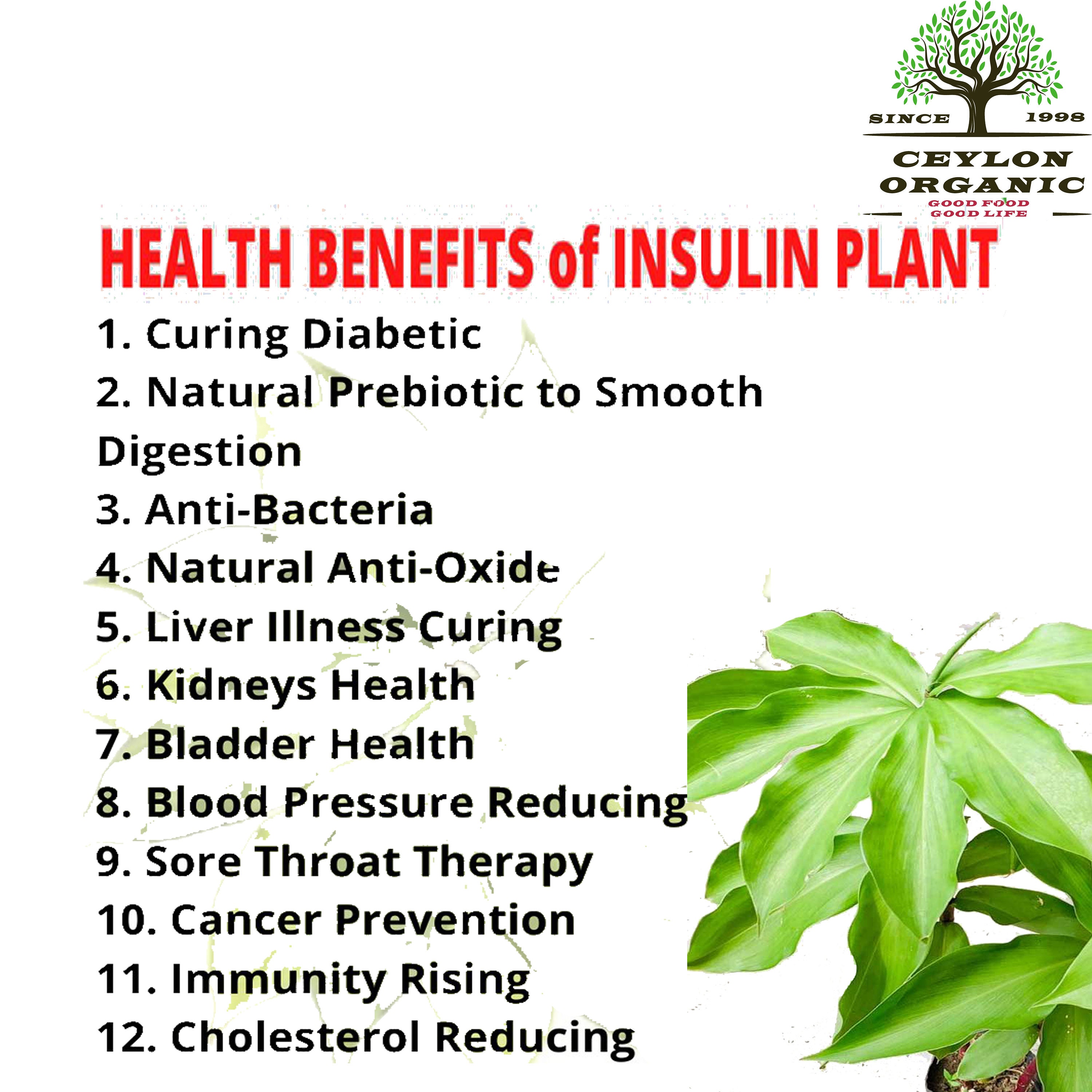 Organic Insulin Plant Leaf Leaves Capsules(600mg) (fiery Costus)/help ...
