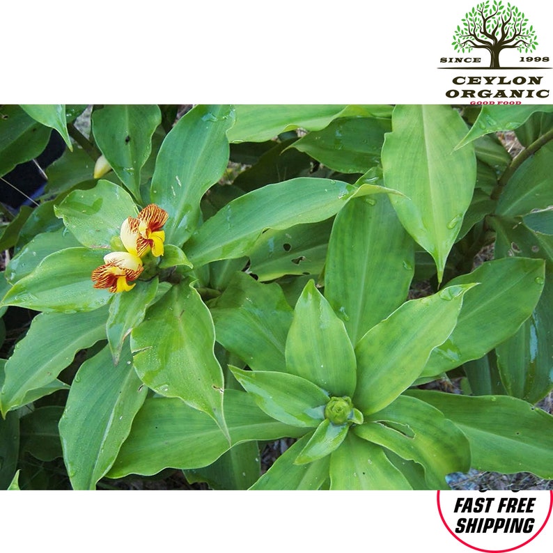 Organic Insulin Plant Leaf Leaves Capsules(600mg) (fiery Costus)/help ...