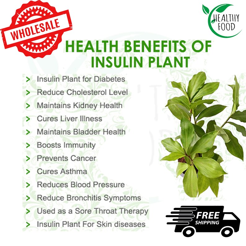 Organic Insulin Plant Leaves Herbal Tea Bags /fiery Costus / Blood ...